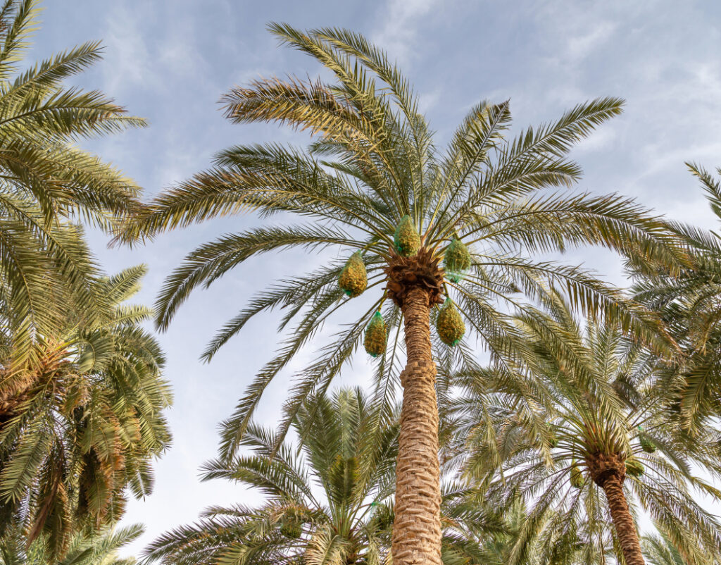 About - Al-Qaswa Dates